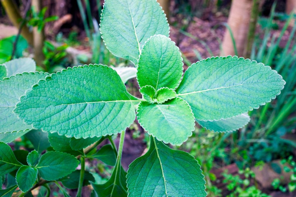 Boldo Tea: Benefits, Side Effects, and How to Prepare