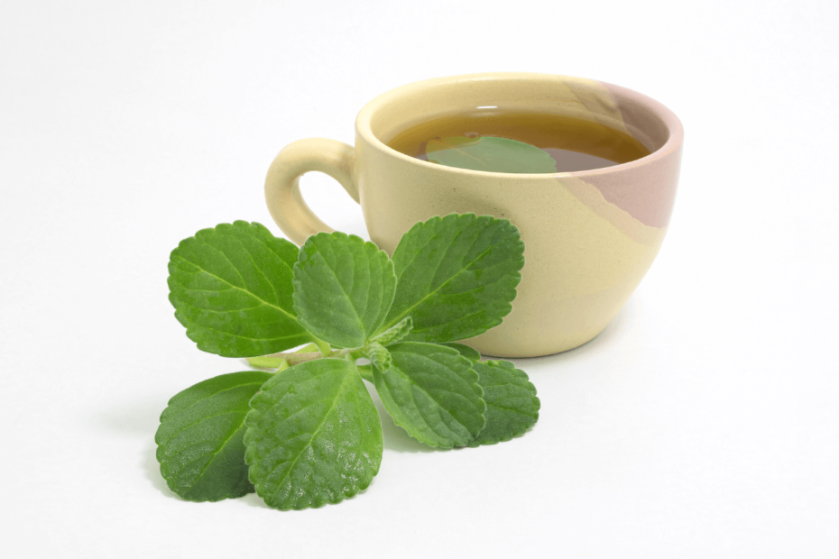 Boldo Tea: Benefits, Side Effects, and How to Prepare