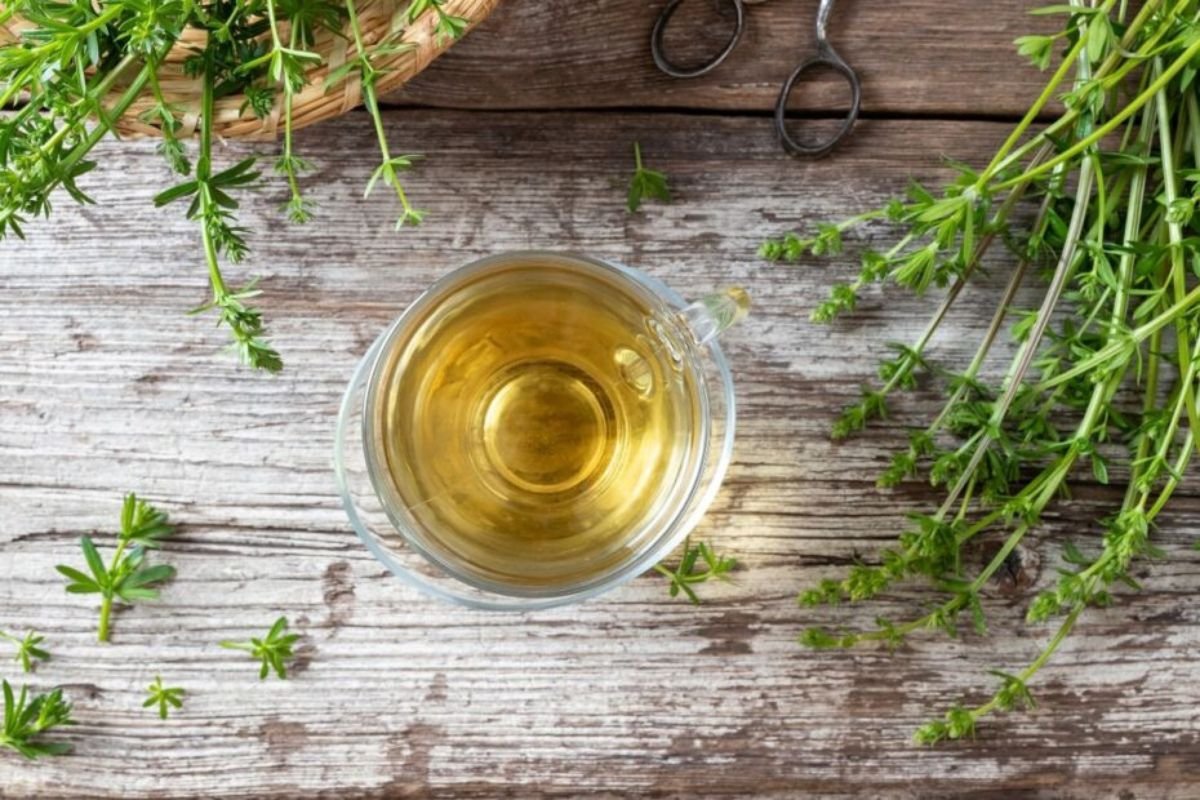 Cleavers Tea Benefits and Other Bedstraw Beverages