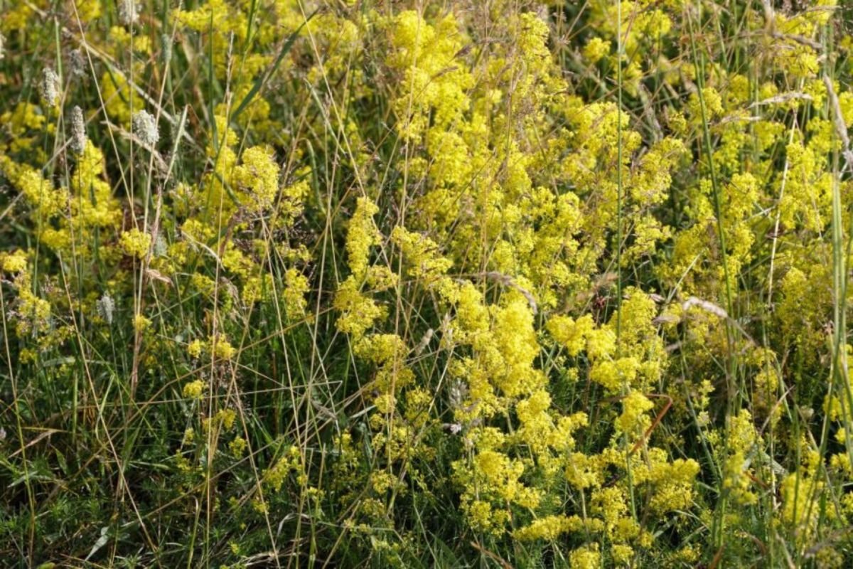 Cleavers Tea Benefits and Other Bedstraw Beverages